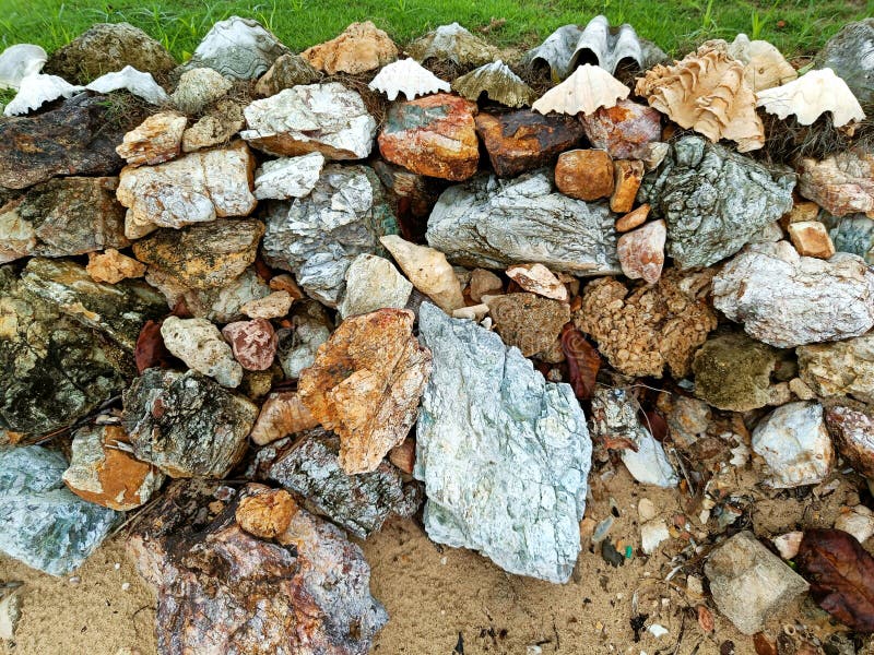 Shell, Mother of Pearl, Rock, Beach, Pebble, Stones, Pebbles Stock ...