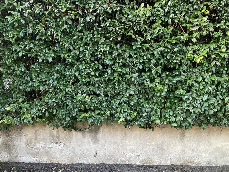 Green Hedge of Various Plants for Background or Wallpaper Image Stock ...