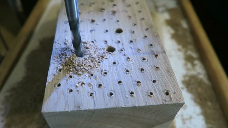Creating a New Insect Shelter of a Tree Trunk. Drilling Holes in a Tree ...