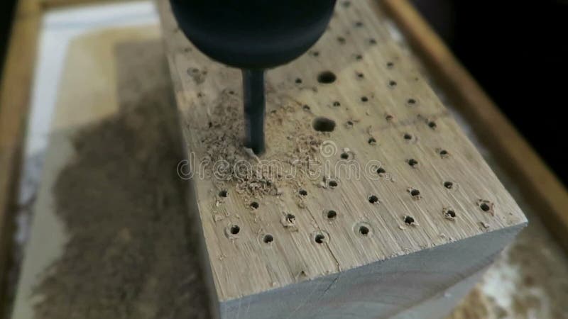 Creating a New Insect Shelter of a Tree Trunk. Drilling Holes in a Tree ...