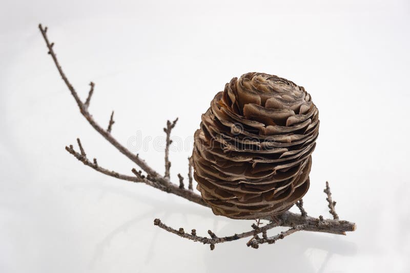 Creation of a Favorable Environment for the Cone and Seed of the Tar ...