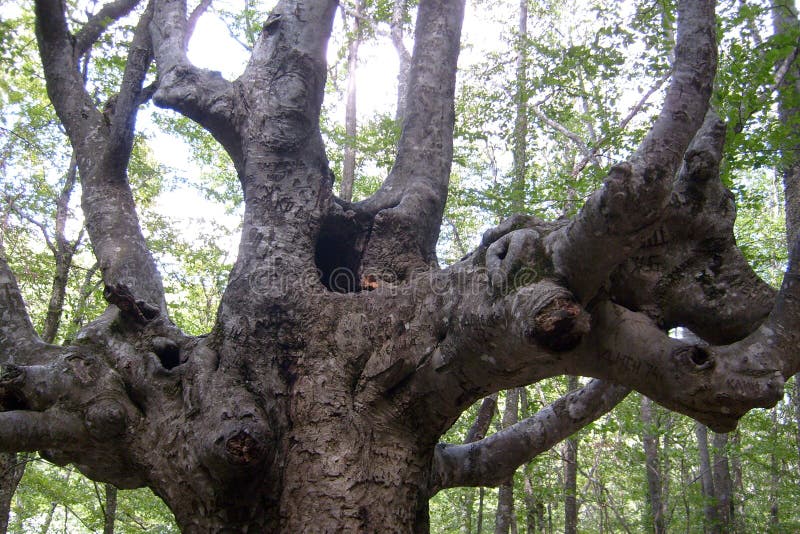 Sprawling tree stock image. Image of participation, sprawling - 106049557