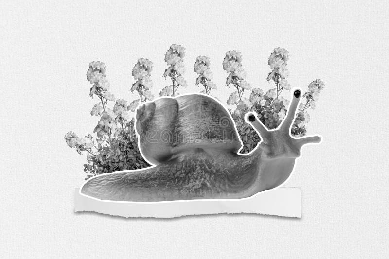 228 Slow Snail Drawing Stock Photos - Free & Royalty-Free Stock Photos ...