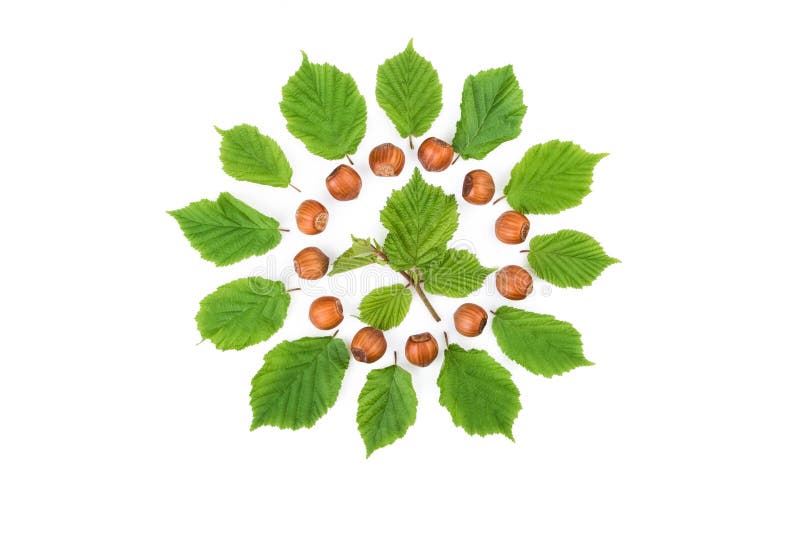 Creative Arrangement of Filbert Nuts with Leaves on White. Flat Lay ...