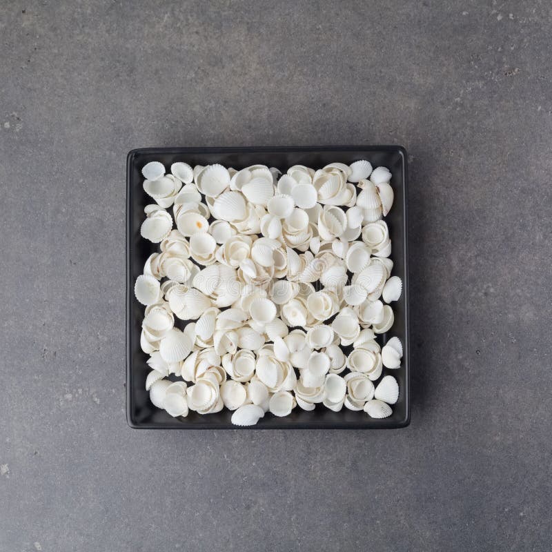 Seashell collection stock image. Image of elements, seashore - 36380841