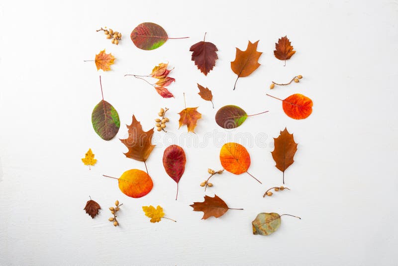 Creative Autumn Concept Dry Leaves Pattern on White Season Stock Photo ...