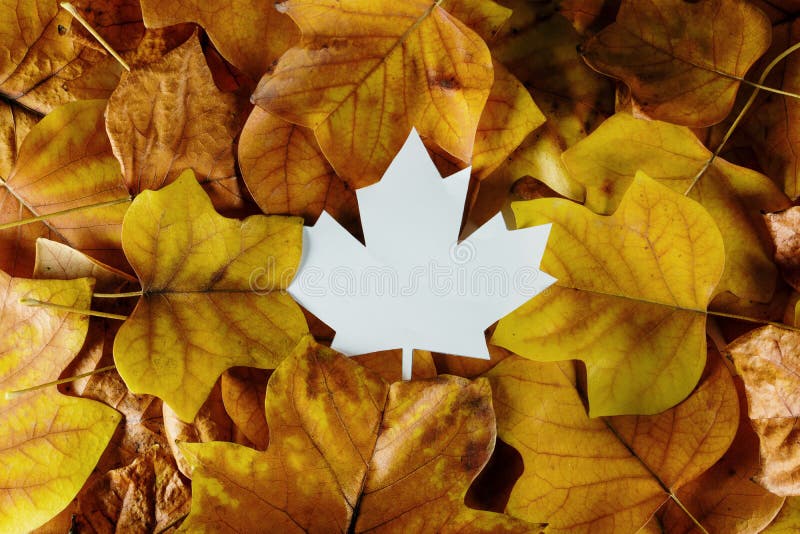 Creative Autumn Layout with Maple Leaf White Paper Note. Stock Photo ...