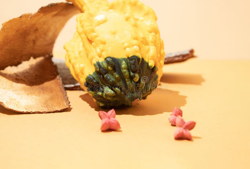 Creative Autumnal Composition with Squash and Tree Bark. Minimal Still ...
