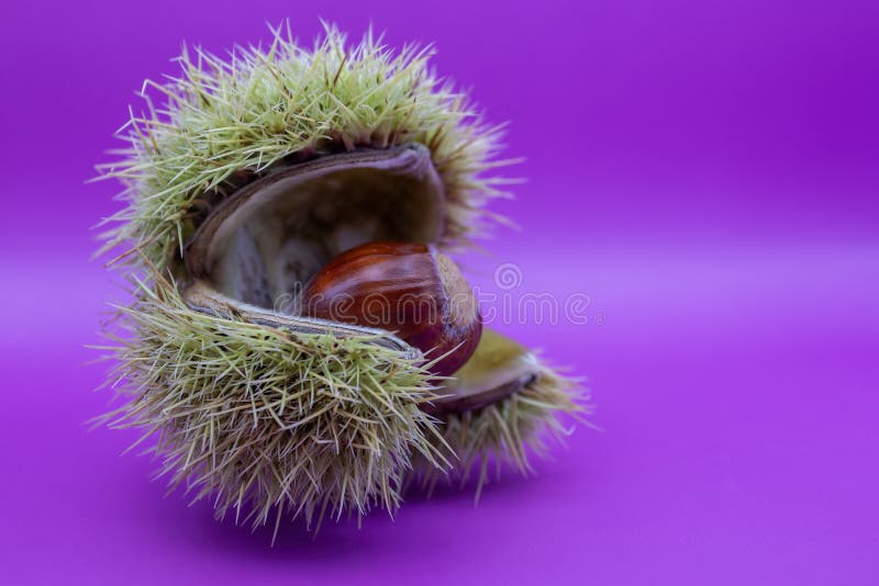 Creative Background for Banner. Chestnut and Prickly Shell Stock ...