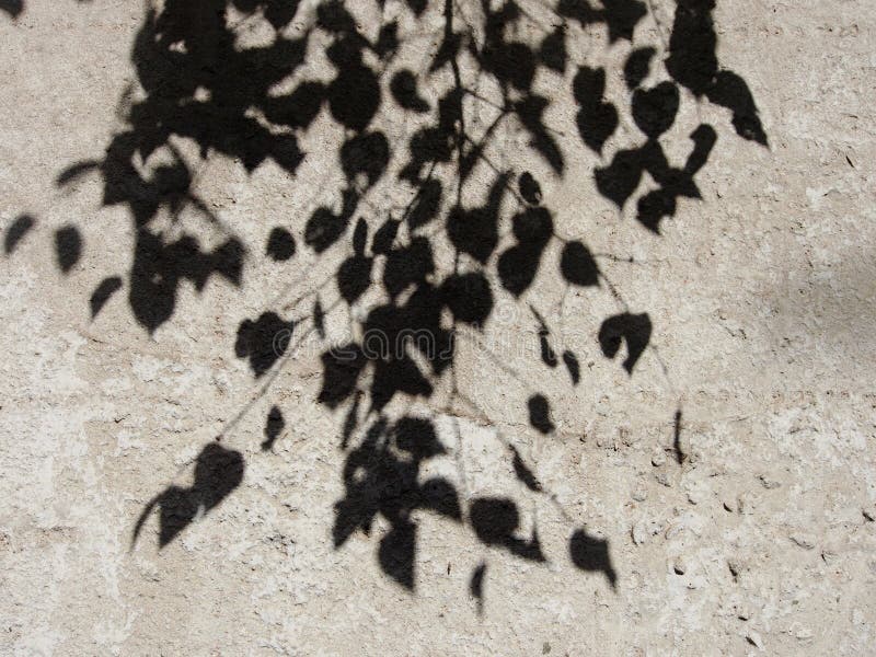 Creative Background with Blurred Foliage Shadow on Light, Concrete Wall ...