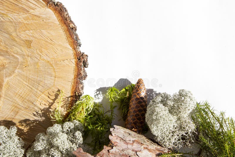 Creative Background from Natural Forest Materials - Moss, Tree Trunk ...