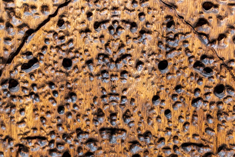 Creative Background. Trypophobia Concept, Fear of Close-packed Holes ...