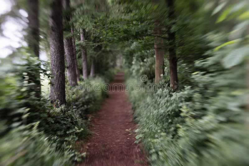Creative Blurred Forest Path with Tree Alley Stock Image - Image of ...