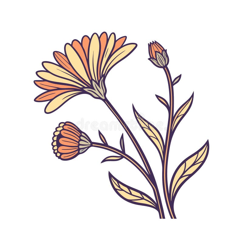 Creative Calendula Flower Illustration Two Stock Illustration ...
