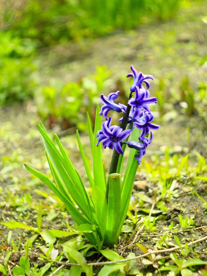 151 Creative Claret Background Stock Photos - Free & Royalty-Free Stock ...