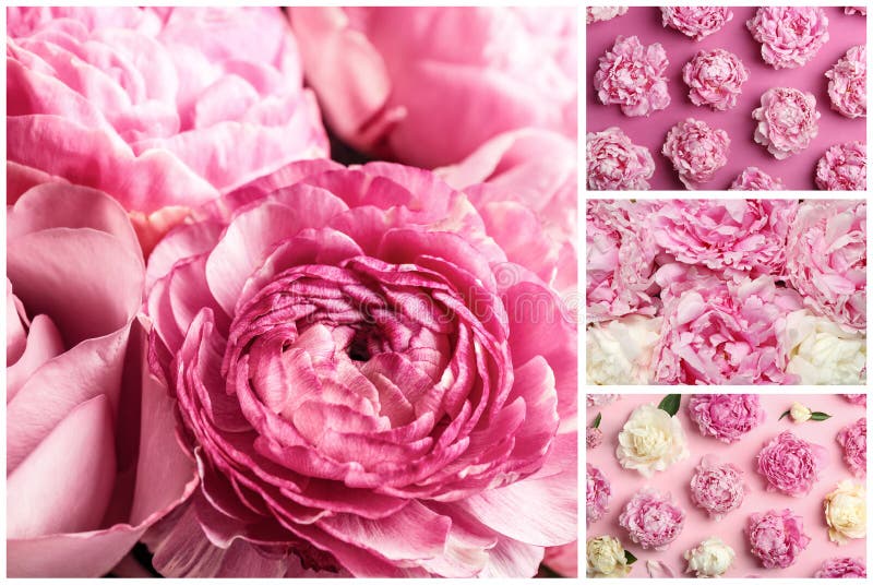 Creative Collage with Photos of Beautiful Flowers on Color Backgrounds ...