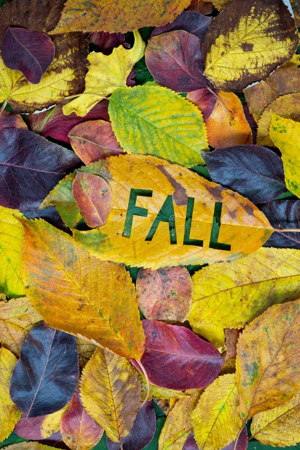 Creative Colorful Fall Concept with Leaves and Word Fall Carved in the ...
