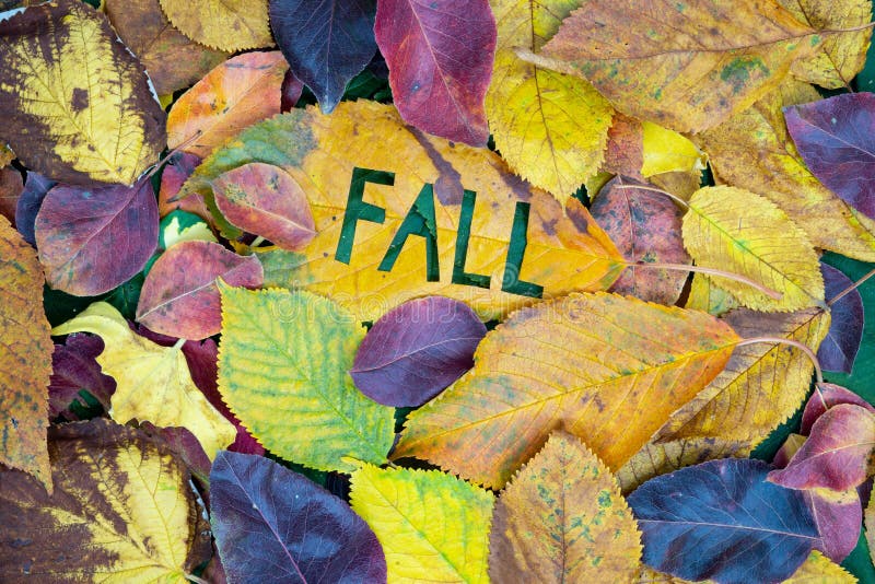 Creative Colorful Fall Concept with Leaves and the Word Fall Carved ...