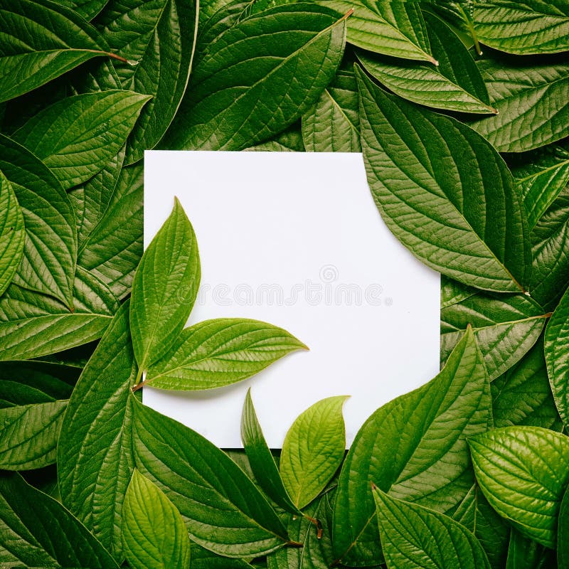 Creative Composition Frame of Juicy Dark Green Leaves with Beautiful ...