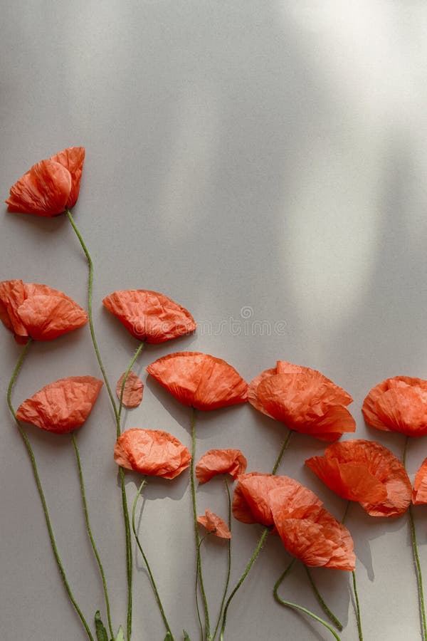 Creative Composition Made of Red Poppies on Grey Pastel Background with ...