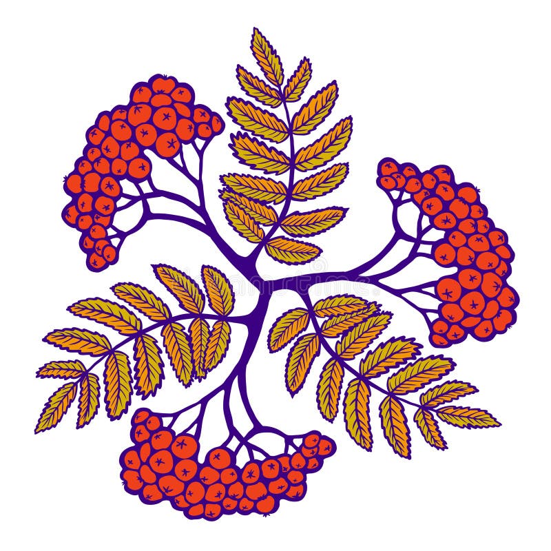 Creative Composition on Rowan Berries, Rowan Vector Illustration To Use ...