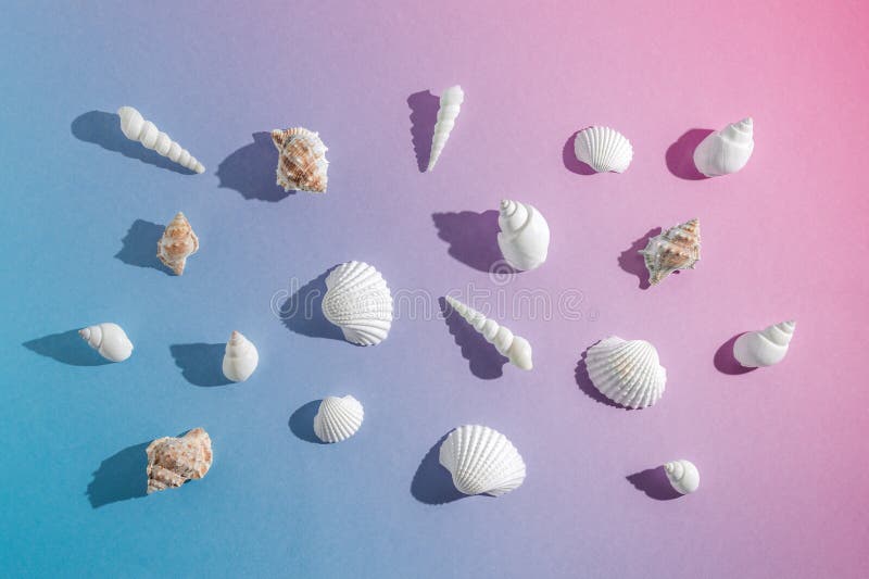 Creative Composition with Seashells on Gradient Pastel Pink and Blue ...
