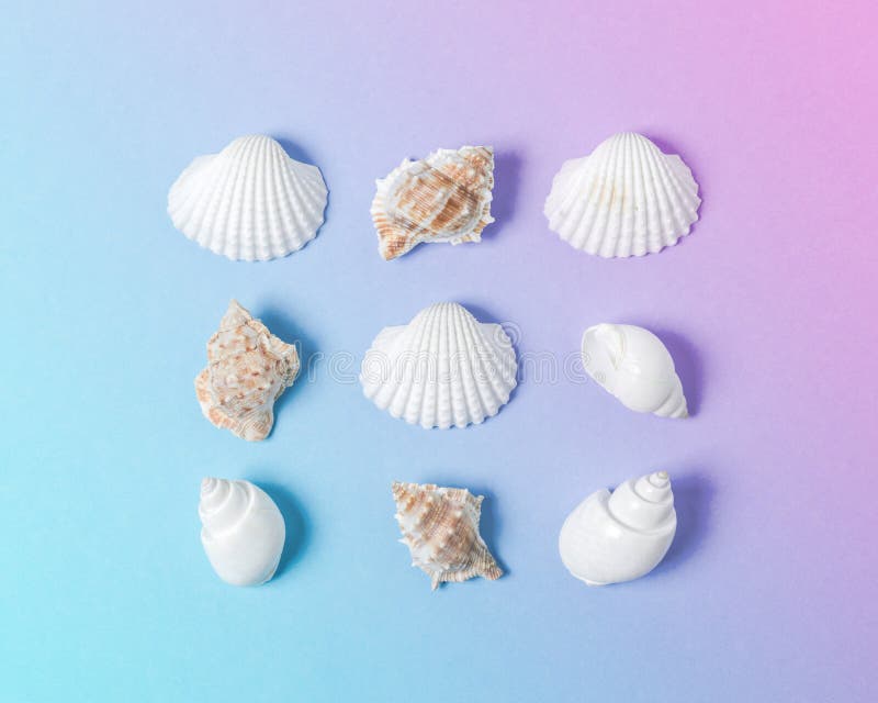 Creative Composition with Seashells on Gradient Pastel Pink and Blue ...