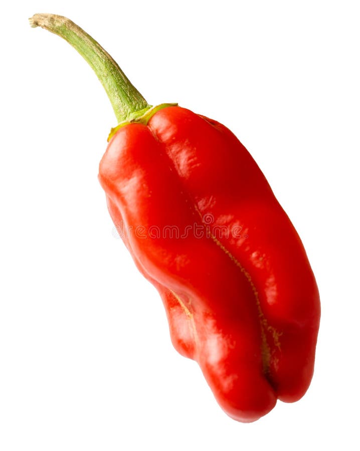 Creative Concept Flying Broccoli Leaves Isolated on White Stock Image ...