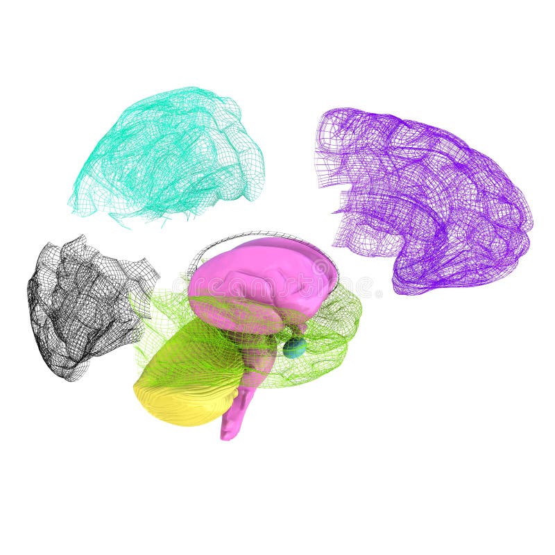 Creative Concept of the Human Brain Stock Illustration - Illustration ...