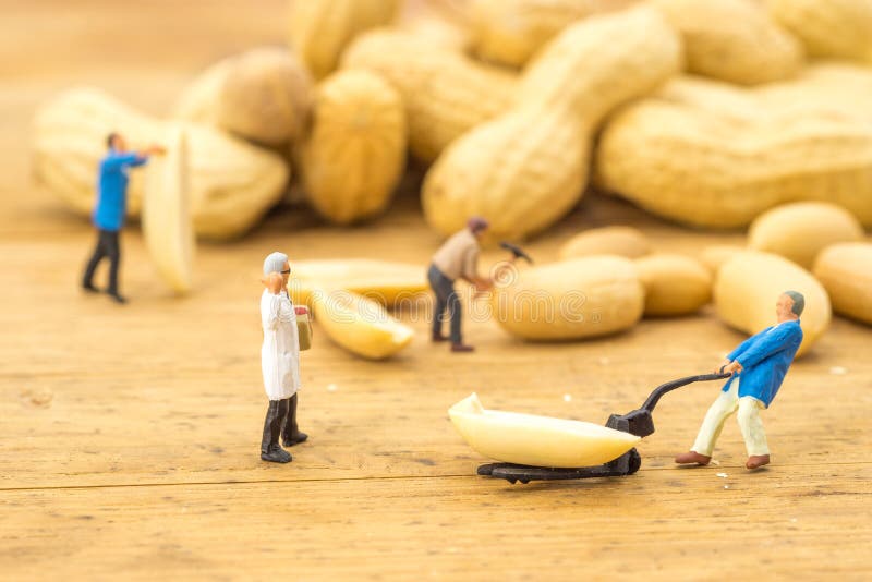 Creative Concept with Miniature People. Workers Chopping Nuts Stock ...