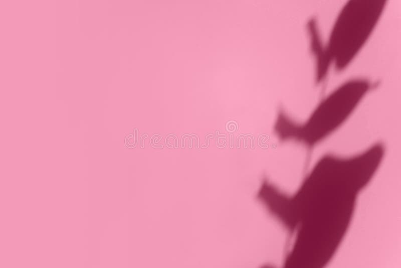 Creative Copyspace with Shadows on a Shiny Soft Pink Wall. Top View of ...