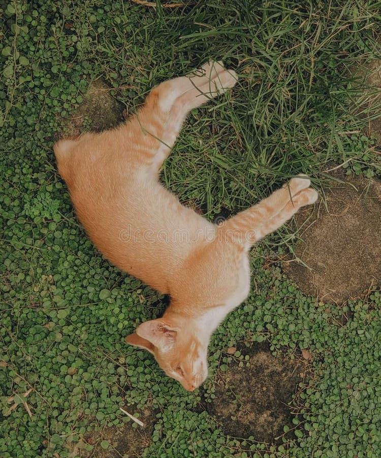 Creative Cute Sleeping Cat Photo Stock Image - Image of creative ...