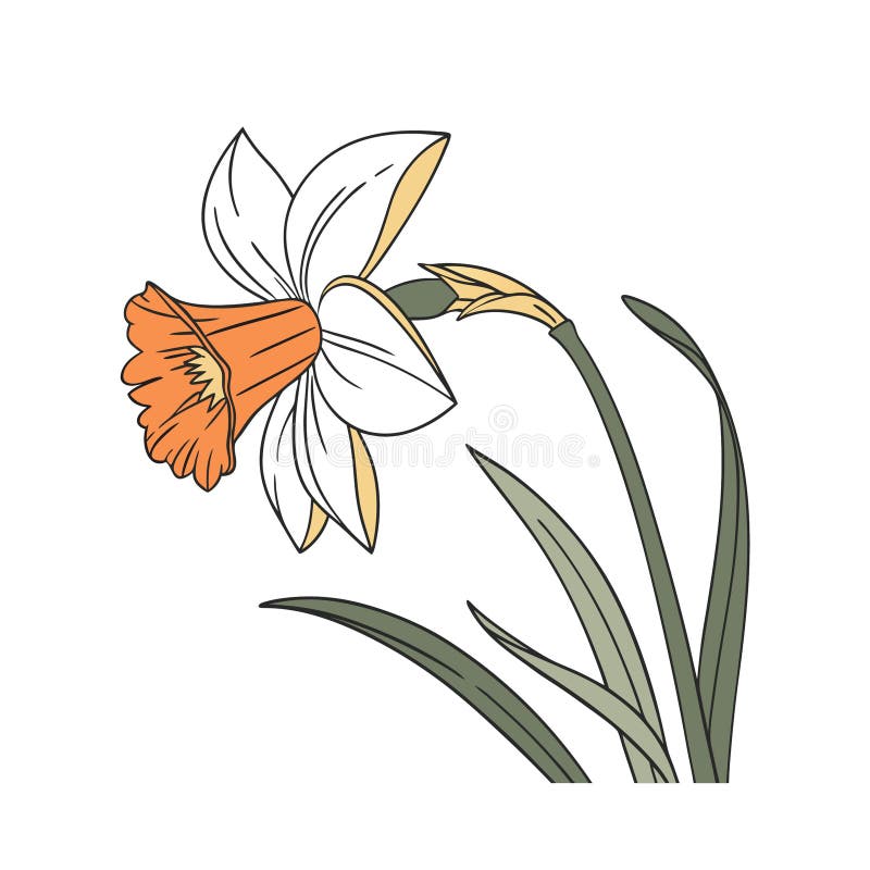 Creative Daffodil Flower Illustration Two Stock Illustration ...