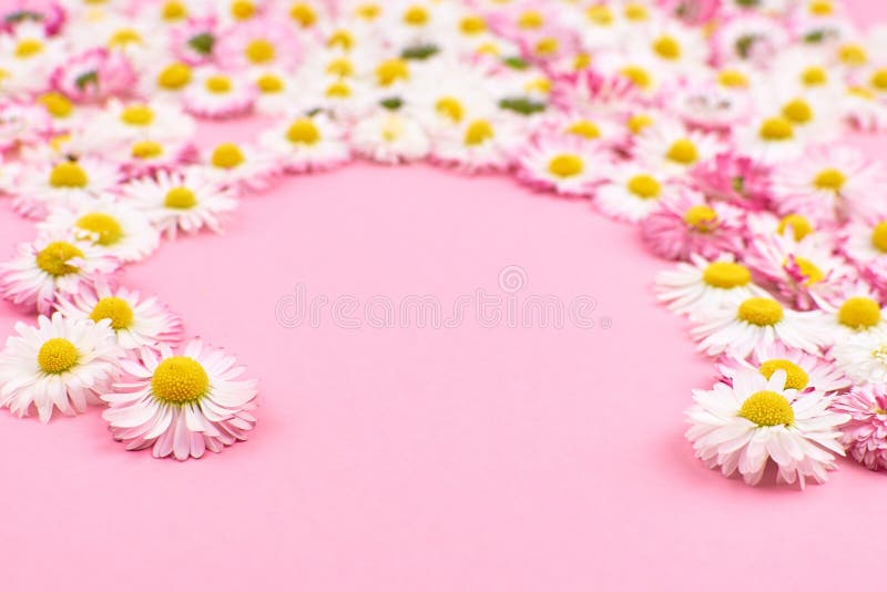 Creative Daisy Flowers Composition. Floral Frame on Pink Background ...
