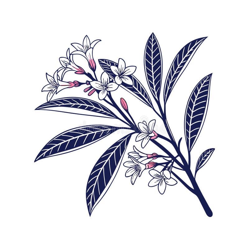 Creative Bold Outline of Daphne Plant Stock Illustration - Illustration ...