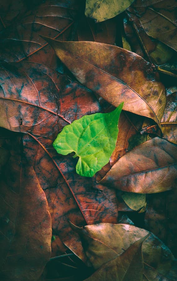 Creative Dry Leaf Photography Stock Image - Image of creative, macro ...