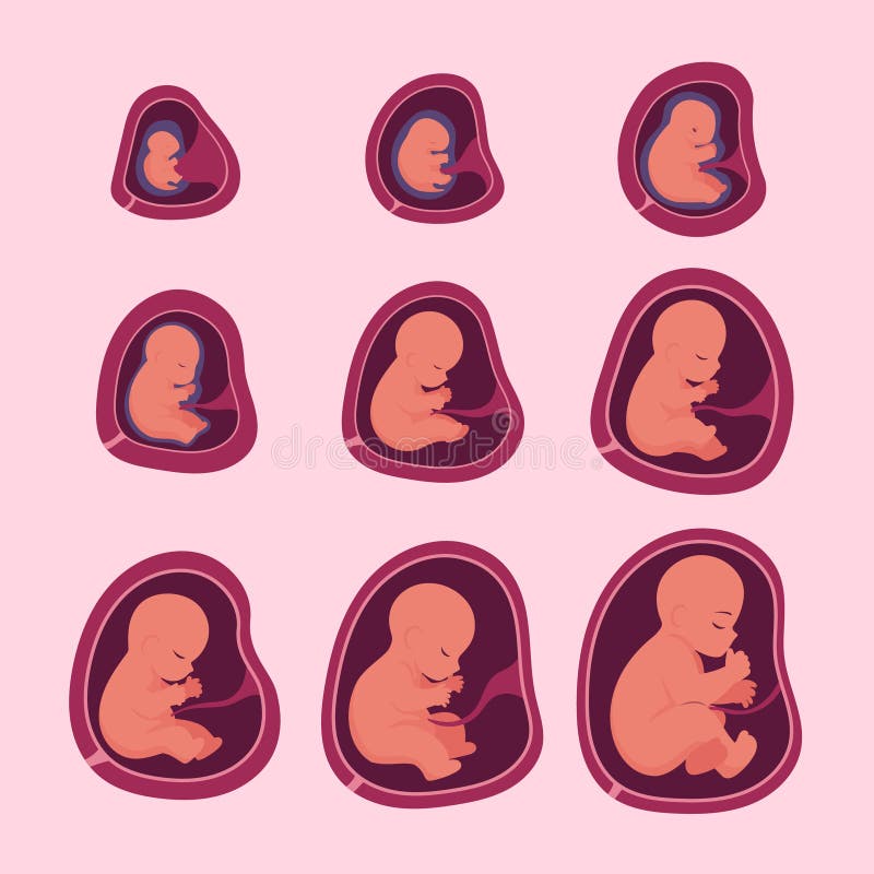 Creative Fetal Development Set Vector Illustration. Stock Vector ...