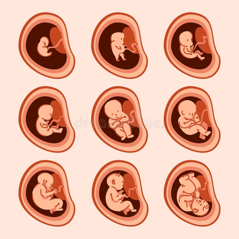 Creative Fetal Development Set Vector Illustration. Stock Vector ...