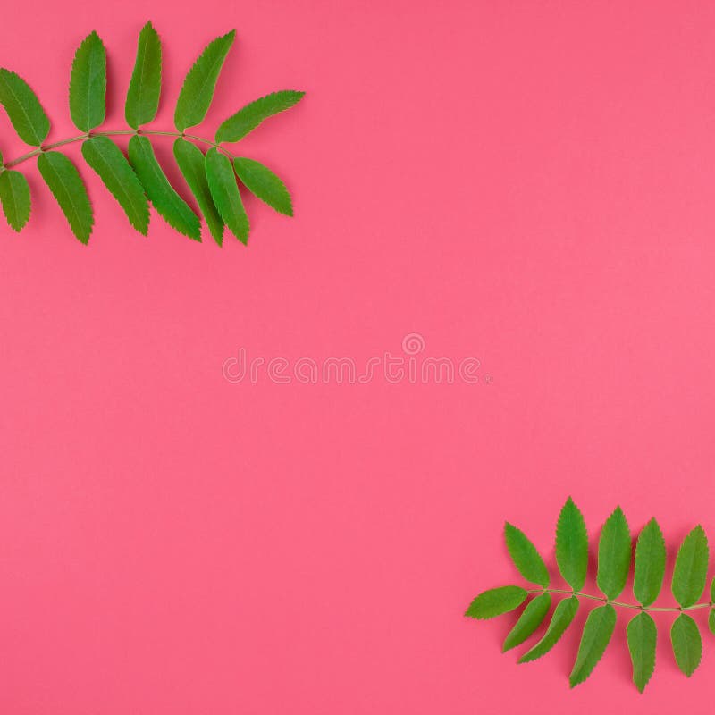 Green Rowan Tree Leaves on Bright Pink Background Stock Image - Image ...