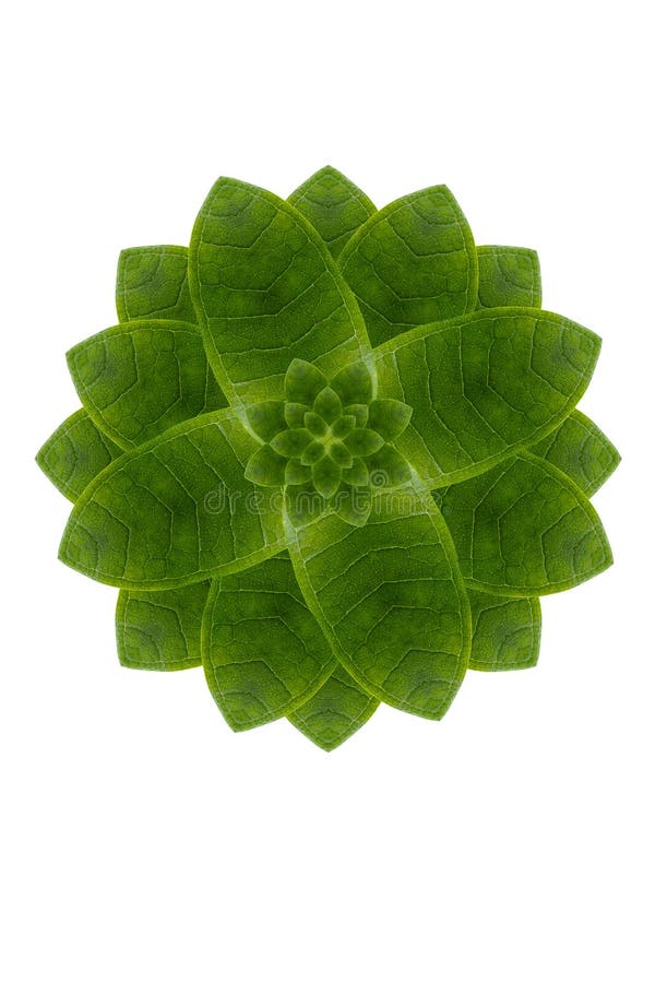 Creative floral leaf stock image. Image of creative, leaf - 42860321