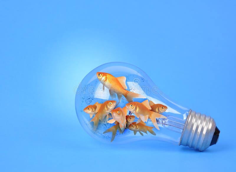 Fish in the bulb stock image. Image of goldfish, aquarium - 8249673