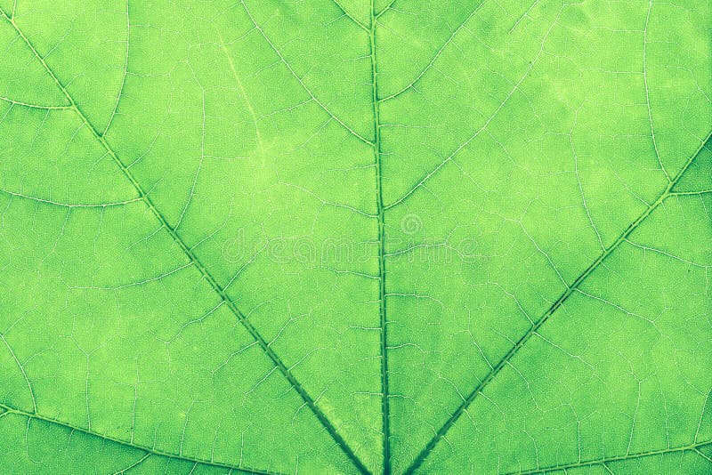 Creative Green Layout Made of Leaf Macro. Flat Lay Concept Stock Photo ...