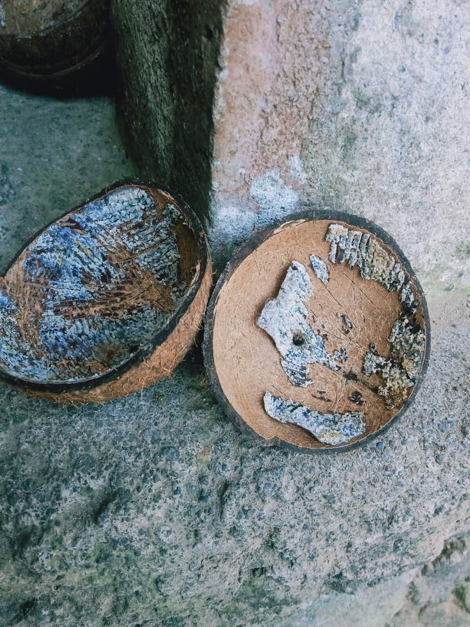 Creative Handicraft Grated Coconut Shells Stock Photo - Image of shells ...
