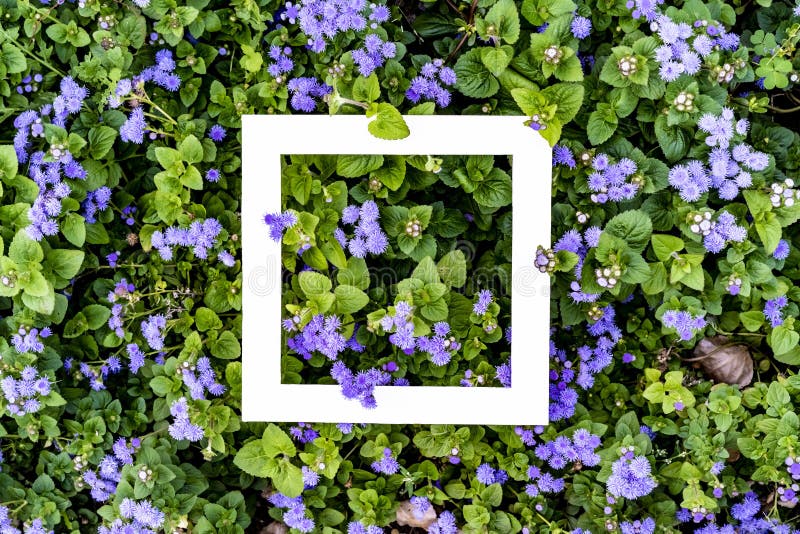 Creative Idea of Exotic Flower Pattern Top View Flat Lay D Stock Image ...