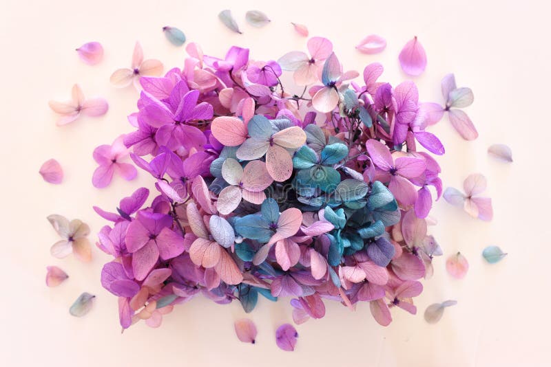Creative Image of Pastel Pink, Turquoise and Purple Hydrangea Flowers ...
