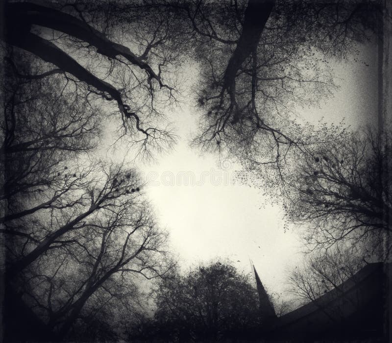 Creative Image with Texture and Grains of Spooky Trees from Below with ...