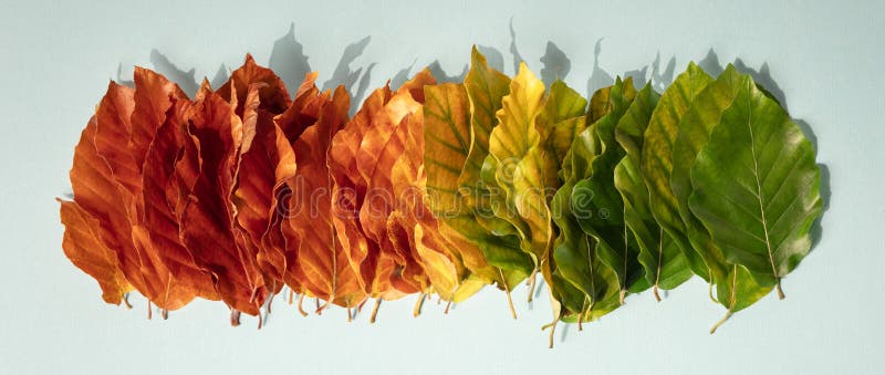 Creative Layout of Colorful Autumn Leaves. Flat Lay Banner Stock Photo ...