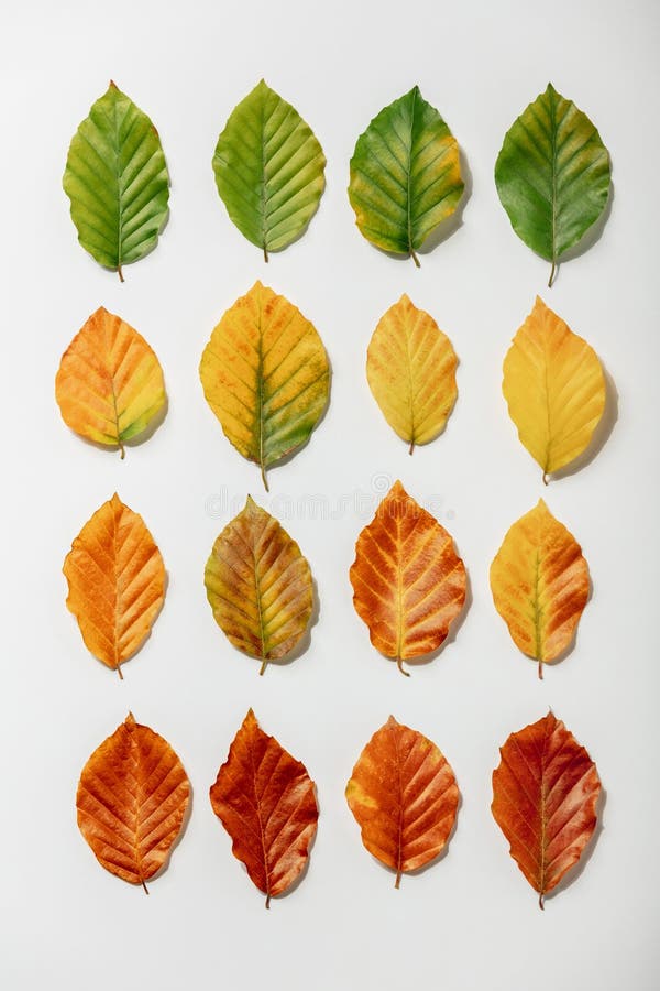 Creative Layout of Colorful Autumn Leaves. Flat Lay. Stock Image ...