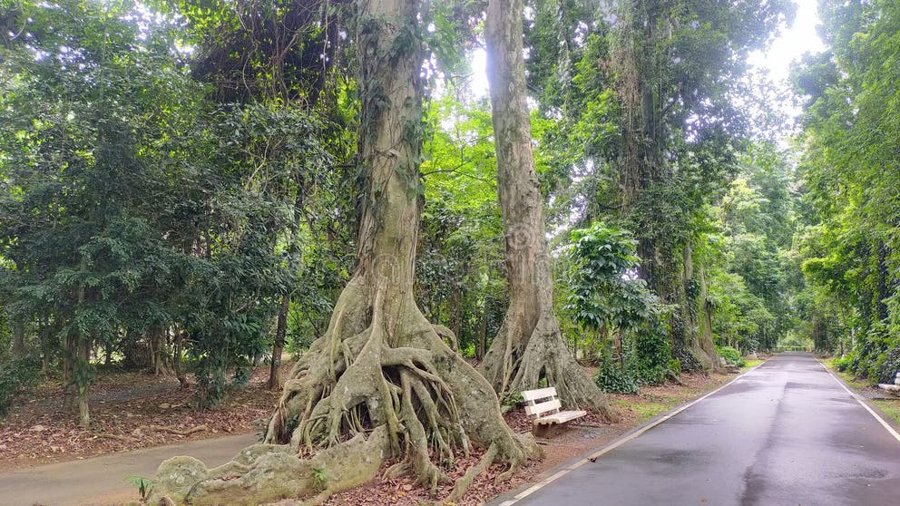 Creative Layout Consisting of a Highway between Large Tree Trunks Stock ...