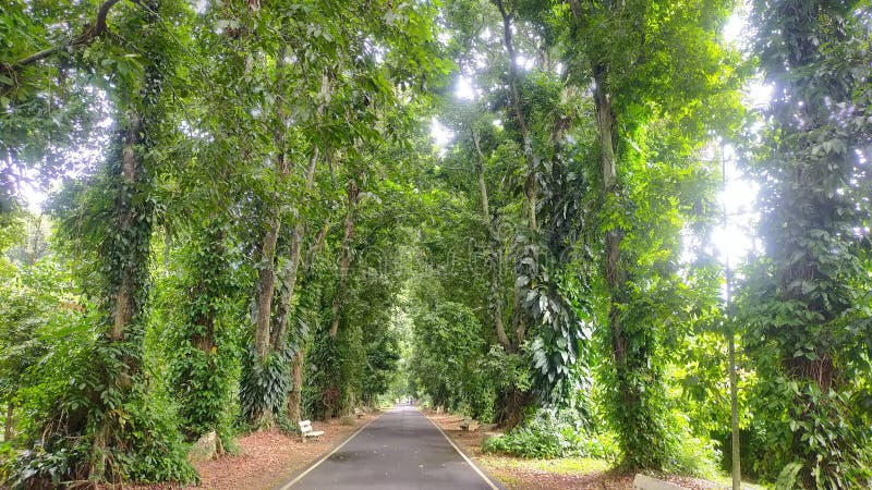Creative Layout Consisting of Paths between Large Trees in the Bogor ...